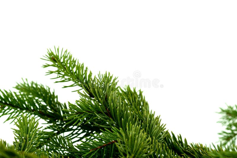 Pine Branch on White Background Stock Photo - Image of branch, nature ...