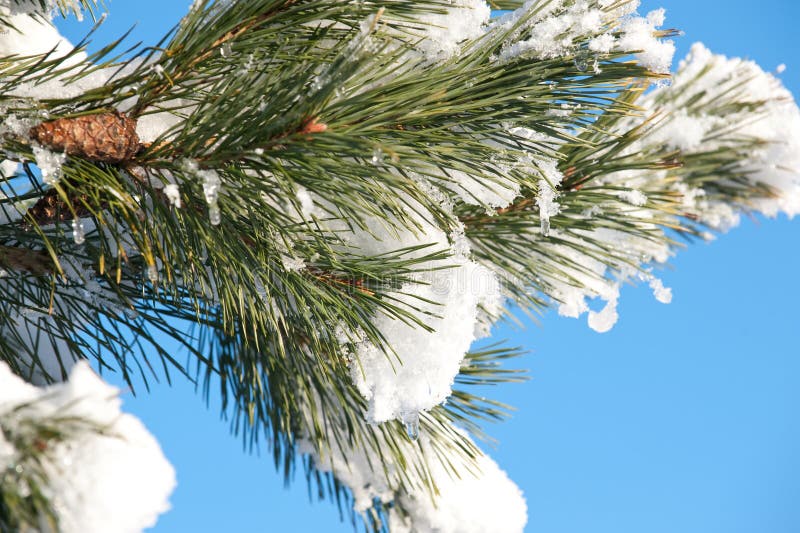 Pine branch in the winter stock image. Image of frosty - 12627673