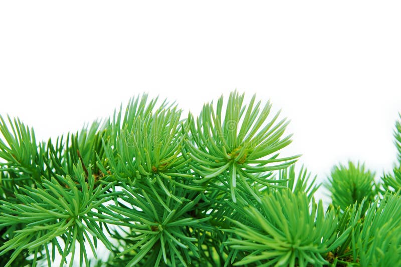Pine branches stock image. Image of pine, natural, christmas - 22173349
