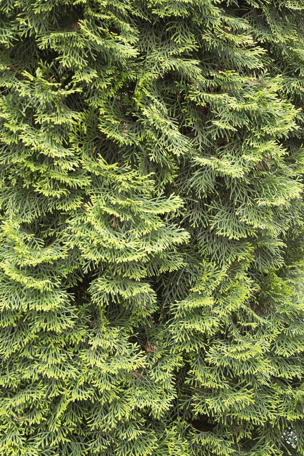 Pine branches stock photo. Image of pine, bush, evergreen - 25466396