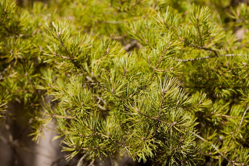 Pine Branches. Beautiful Background with Green Pine Branches Close Up ...