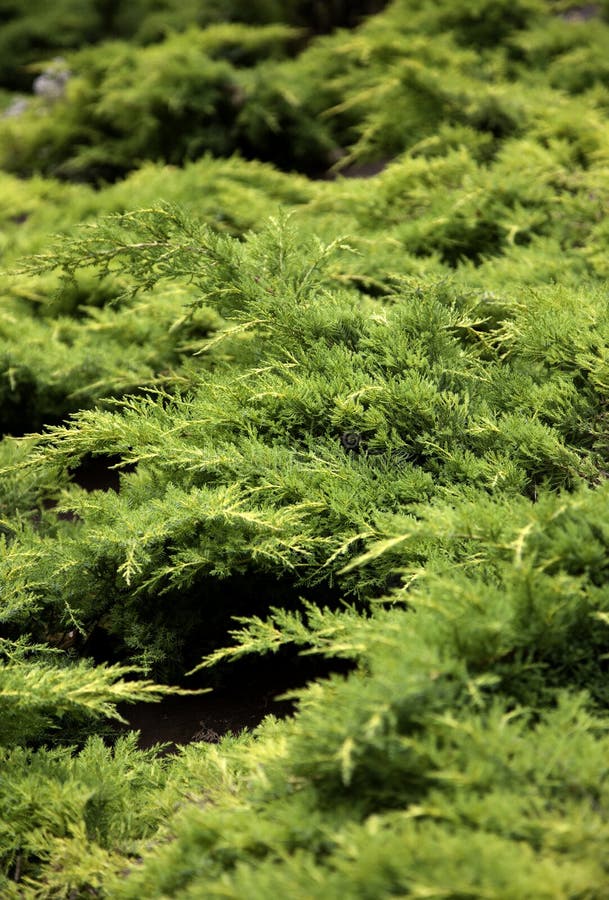 Pine branches in a forest stock photo. Image of closeup - 218861924