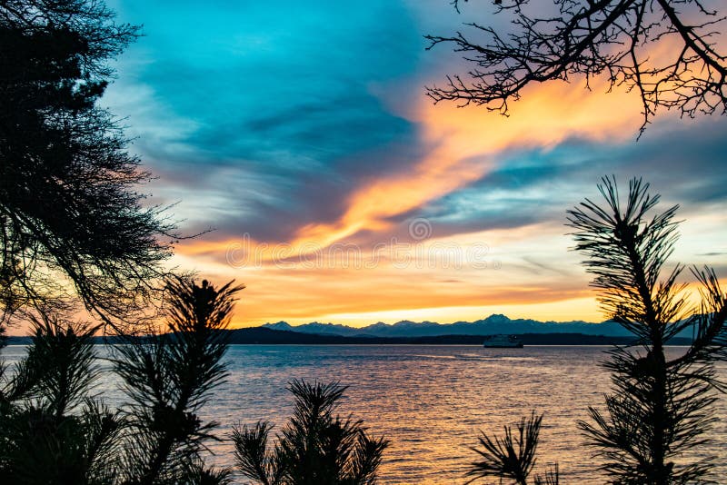 Pine Branches Frame the Seattle Sunset Stock Image - Image of nature ...