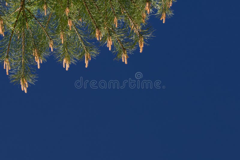 Pine Branches with Fresh Buds on a Dark Background. Young Pine Needles ...