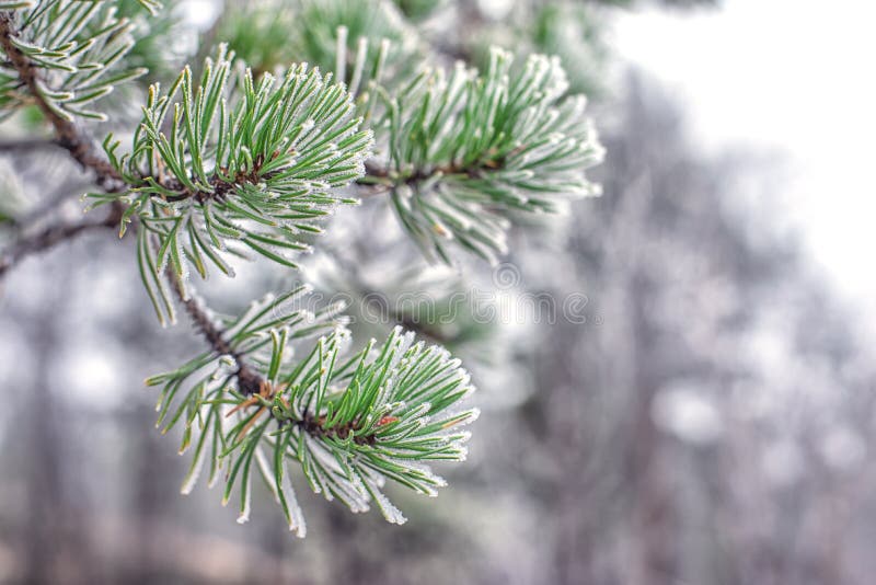 Pine Green Branches in Hoarfrost Late Fall Stock Image - Image of ...