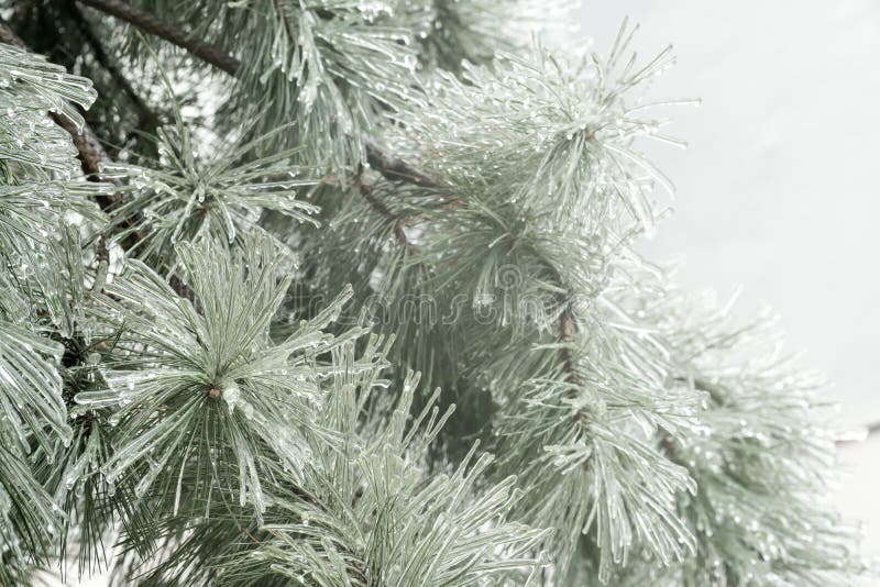 Pine Branches with Icy Needles. Beautiful Pine Tree in Winter Stock ...