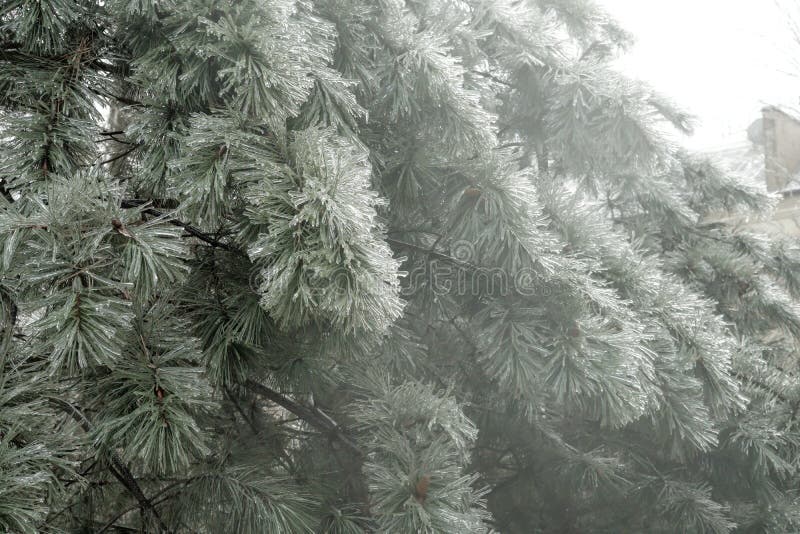 Pine Branches with Icy Needles. Beautiful Pine Tree in Winter Stock ...