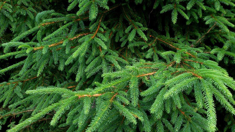 Pine branches stock image. Image of botanic, branch, macro - 75923903