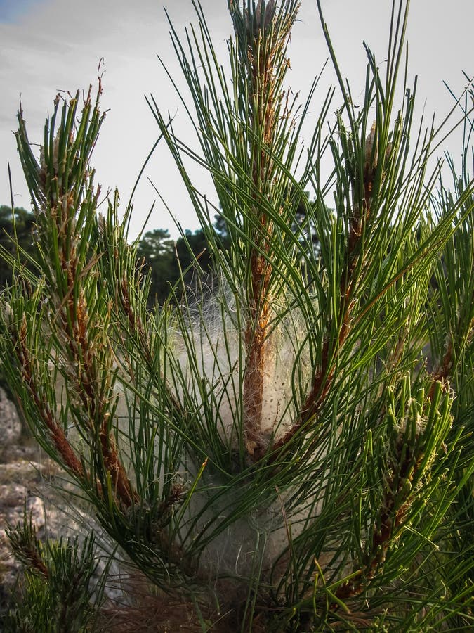 Pine Branches with Long Needles Stock Image - Image of scene, pine ...