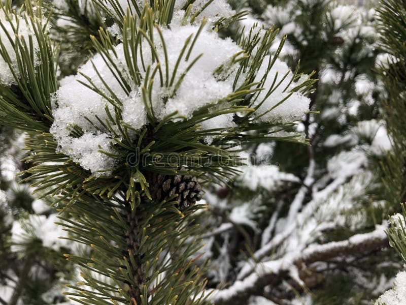 Pine Branches in the Snow. Long Green Needles of Evergreen Tree in ...