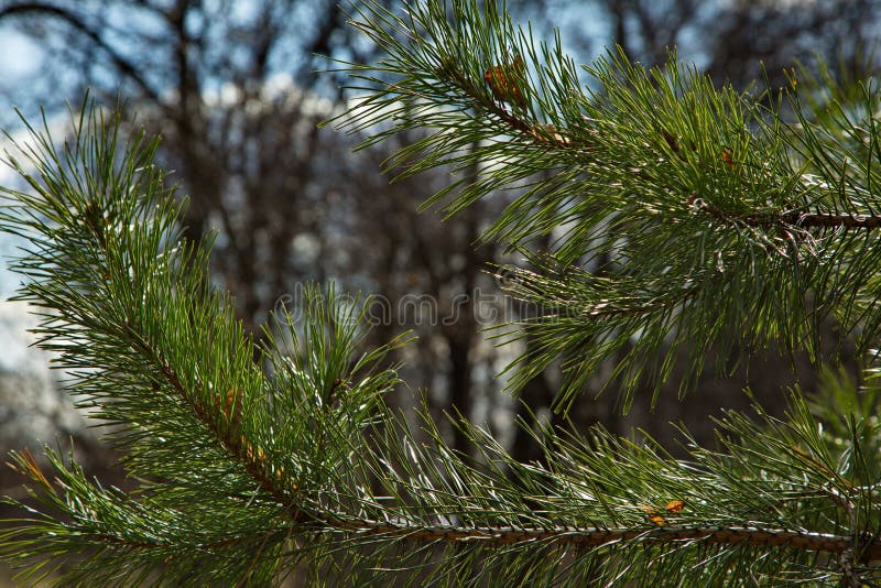 Pine branches in the sun. stock image. Image of tree - 183875057