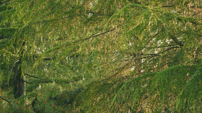 Pine Branches. Water Drop Falling from Spruce Tree Branch. Pine Needles ...