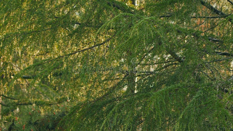 Pine Branches. Water Drop Falling from Spruce Tree Branch. Pine Needles in Rays of Sunset. Bokeh ...