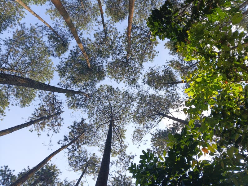 769 Type Pine Trees Stock Photos - Free & Royalty-Free Stock Photos ...