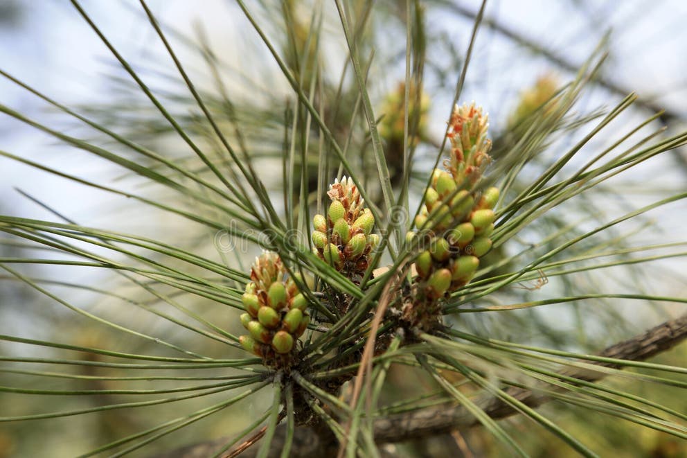 Pine bud stock image. Image of ecology, nature, planting - 365239455