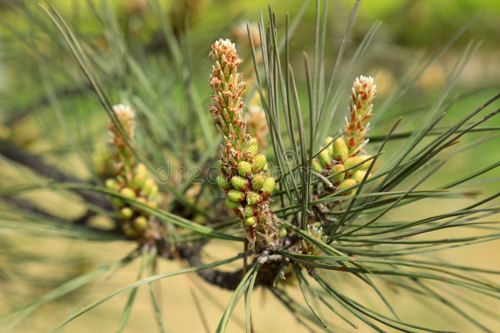 Pine bud stock image. Image of planting, beauty, spring - 369383013