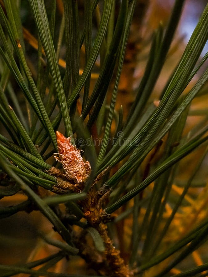 Pine Bud at Sunset in the Forest Stock Image - Image of tree, nature ...