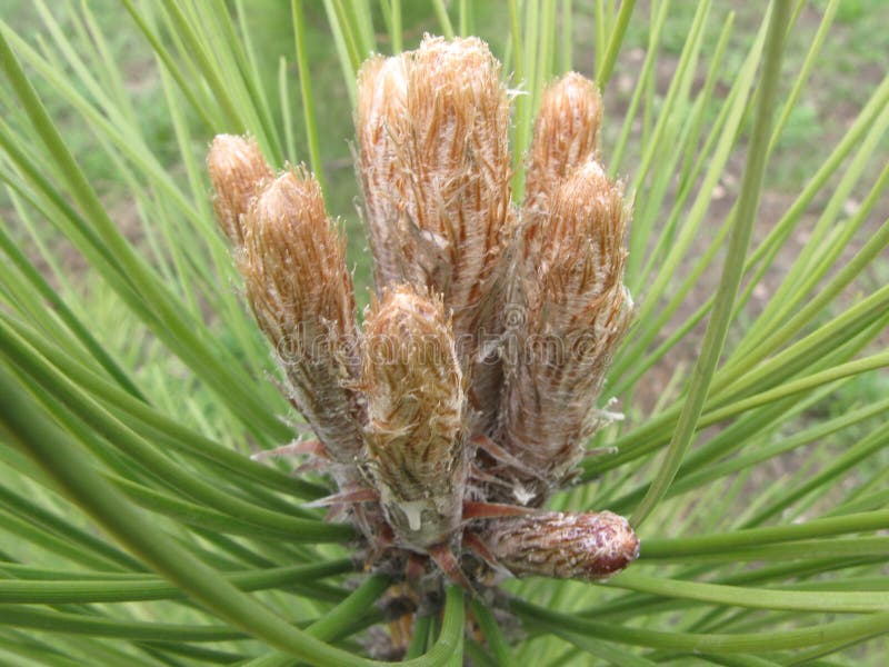 Pine buds stock photo. Image of spring, view, buds, tree - 86955096