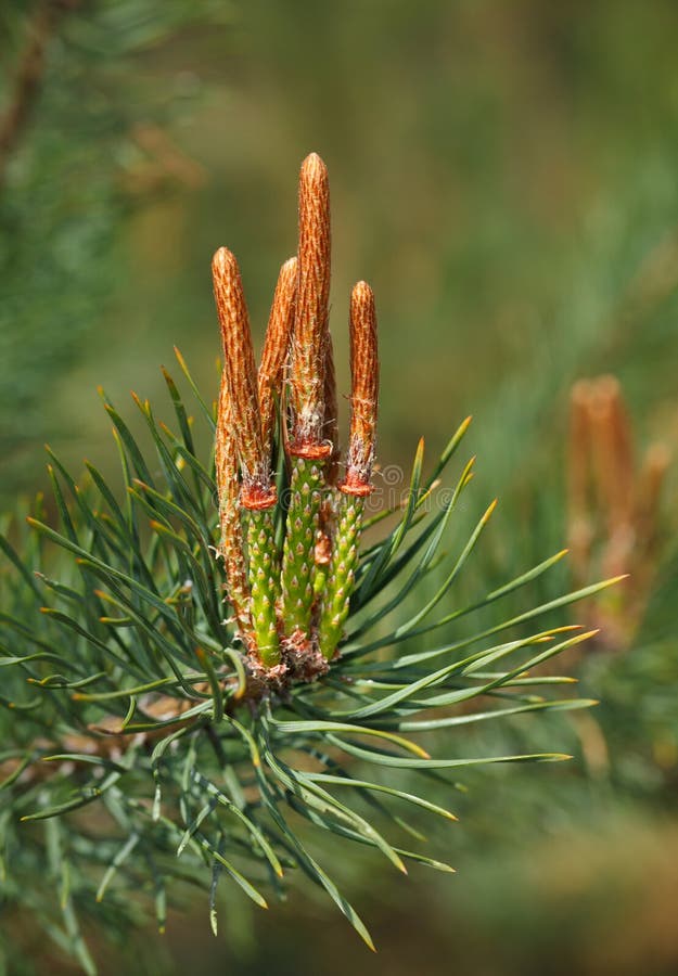 Pine buds stock image. Image of forest, needle, macro - 58387811