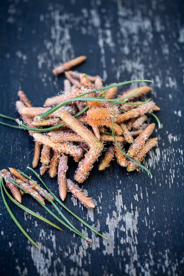 Pine buds on an old table stock photo. Image of medicine - 117226684
