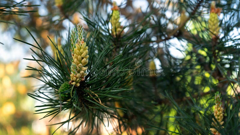 Pine Buds in the Spring. Young Blooming Conifer Branches Stock Image ...