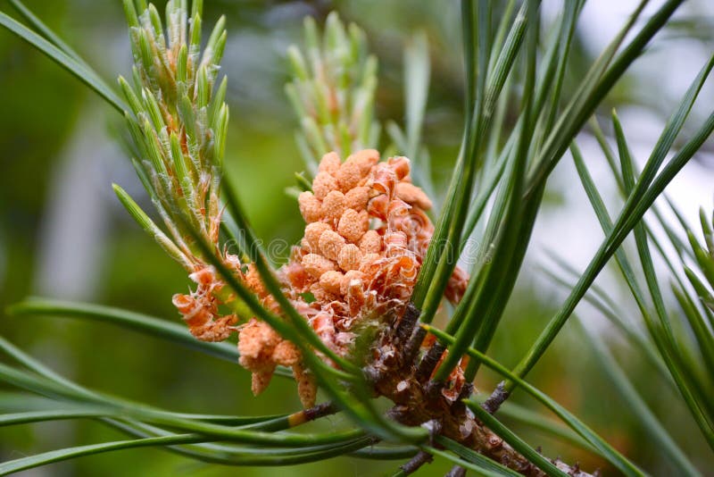 Pine Buds are Swelling in Spring Stock Photo - Image of plant, botany ...