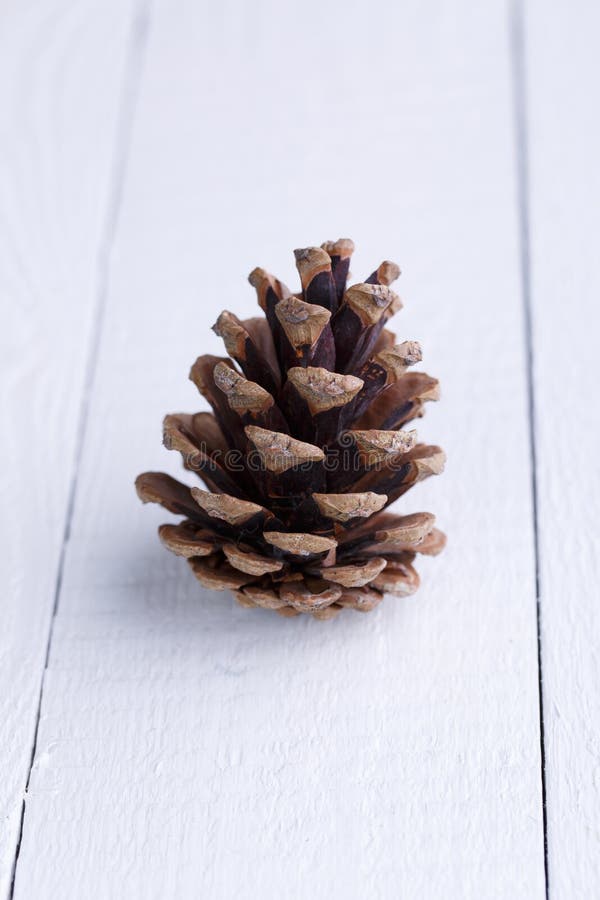 Pine Bump on a White Table. Stock Image - Image of spruce, decoration ...