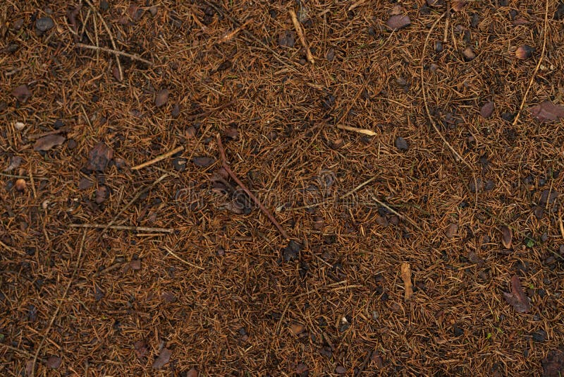 Pine Bumps and Needles Lying on the Ground. Organic Texture Stock Photo ...