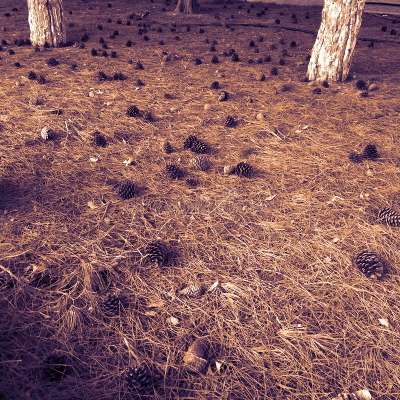 Pine Bumps and Needles Lying on the Ground Stock Photo - Image of land ...