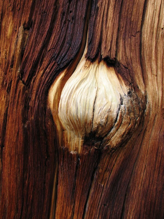 Pine burl stock image. Image of knotted, alpine, detail - 3262821