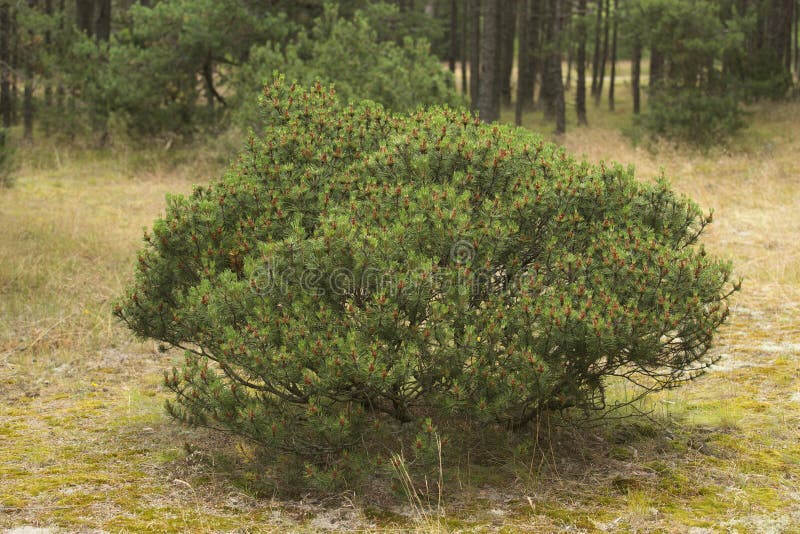 Frost pine and bush stock photo. Image of bush, trace - 18161034