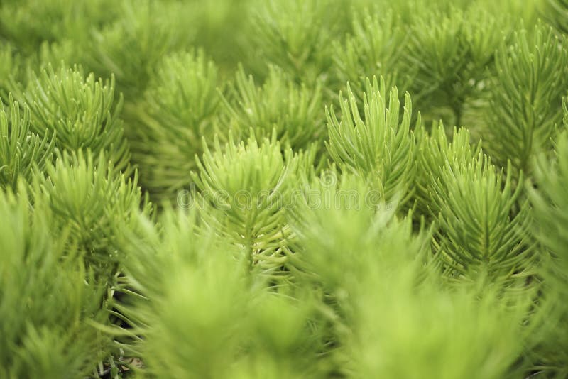 Pine cactus in the garden. stock image. Image of tamarack - 99261439