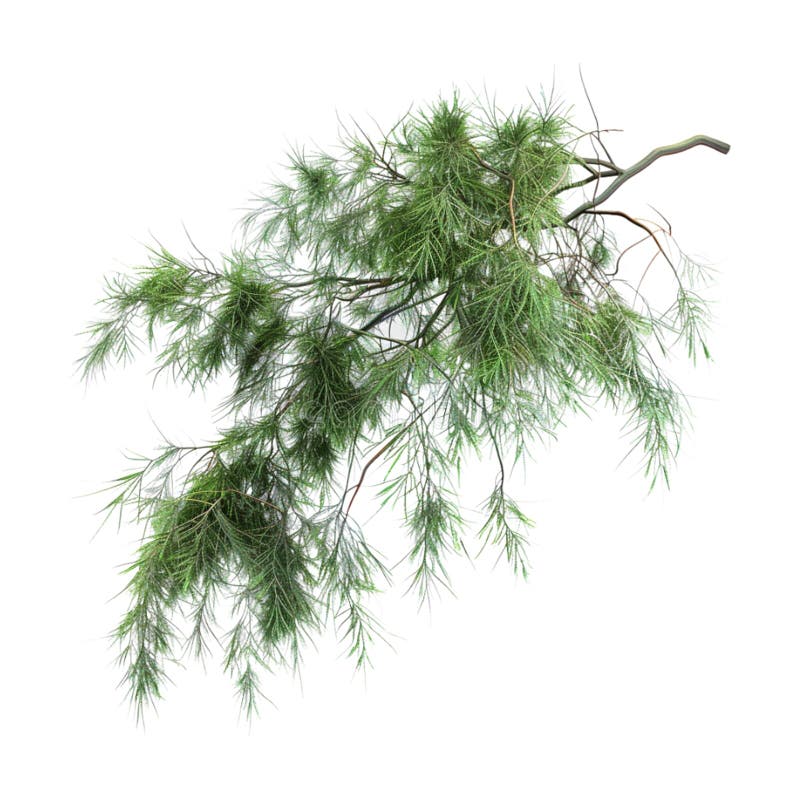 Pine Cedar Branch on Transparent Background - Ai Generated Stock ...
