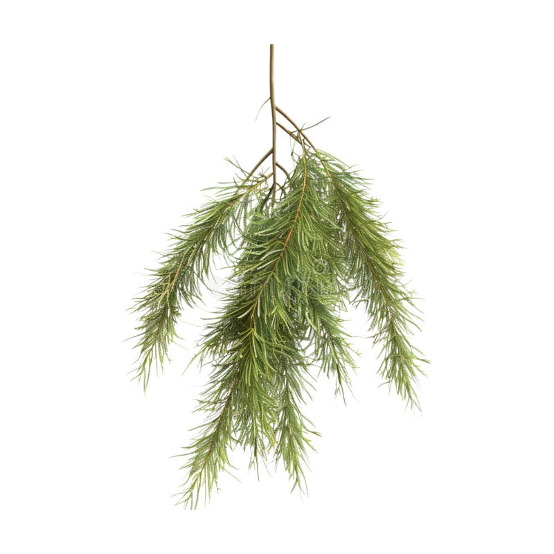 Pine Cedar Branch on Transparent Background - Ai Generated Stock ...
