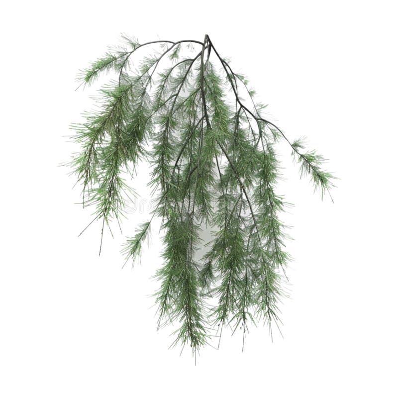 Pine Cedar Branch on Transparent Background - Ai Generated Stock ...