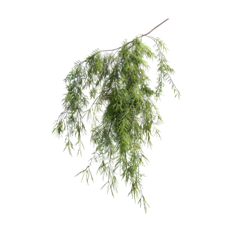 Pine Cedar Branch on Transparent Background - Ai Generated Stock ...