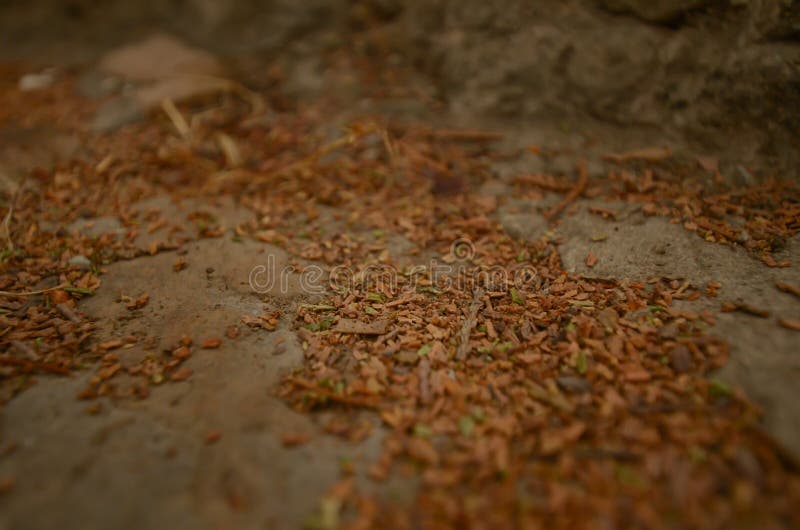 Pine chips stock image. Image of chip, building, lumber - 48068117