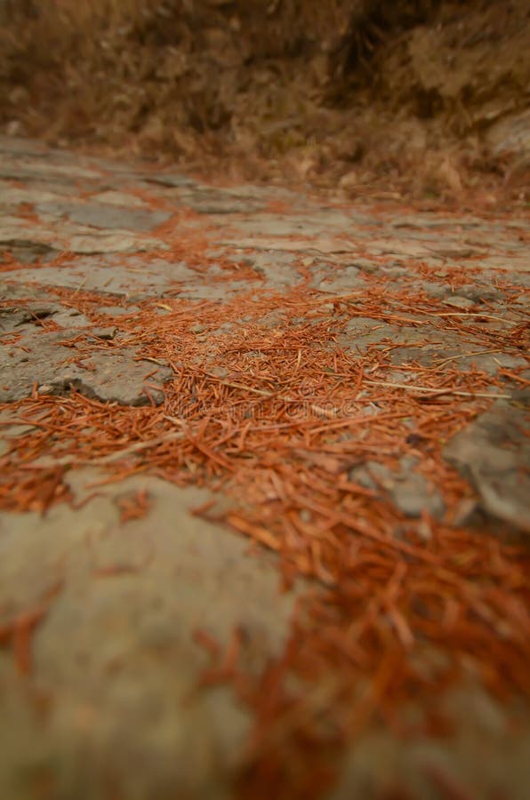 Pine chips stock photo. Image of district, carpenter - 48068120