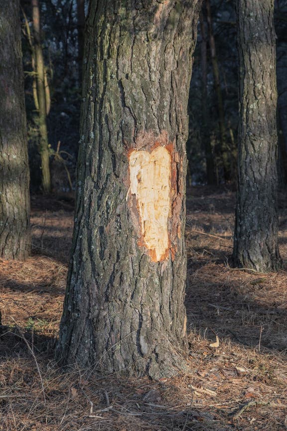 Pine with Chopped Bark Man Vandal in the Forest. Stock Image - Image of ...