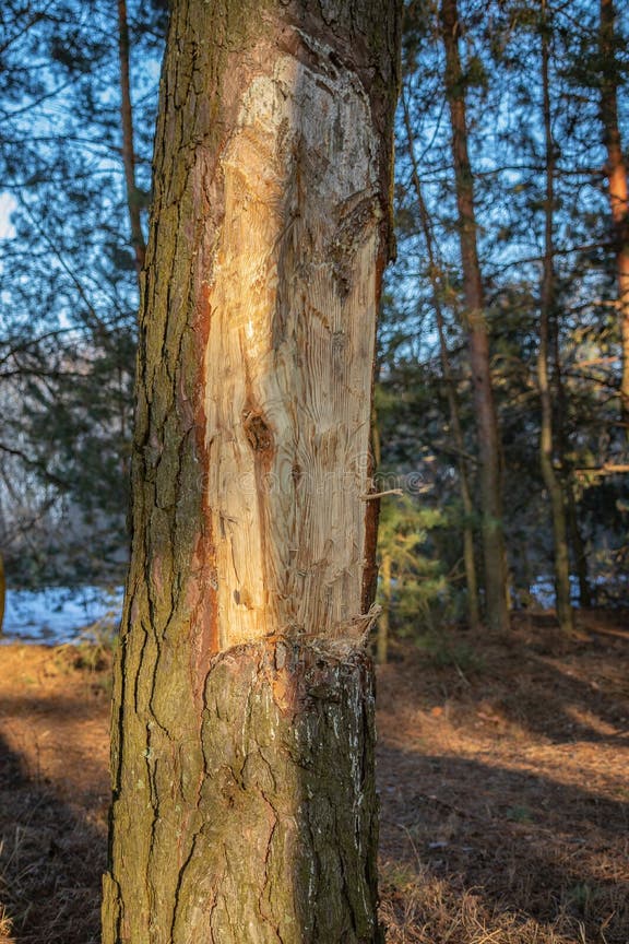 Pine with Chopped Bark Man Vandal in the Forest Stock Photo - Image of ...