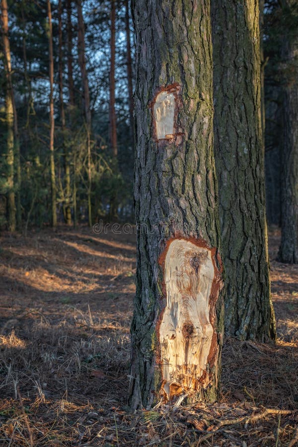 Pine with Chopped Bark Man Vandal in the Forest Stock Image - Image of ...