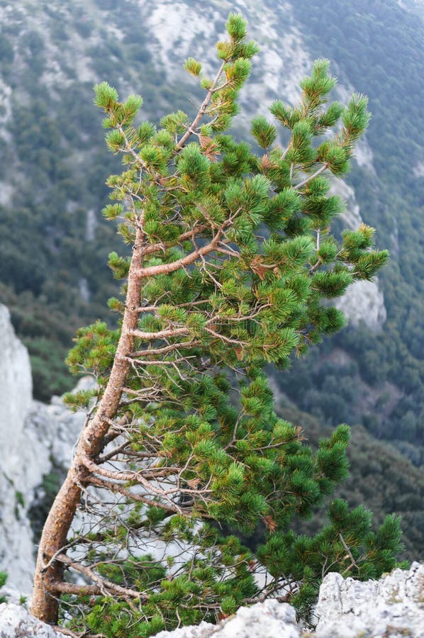 Pine on the Cliff-side, with Spreading Branches Stock Image - Image of ...