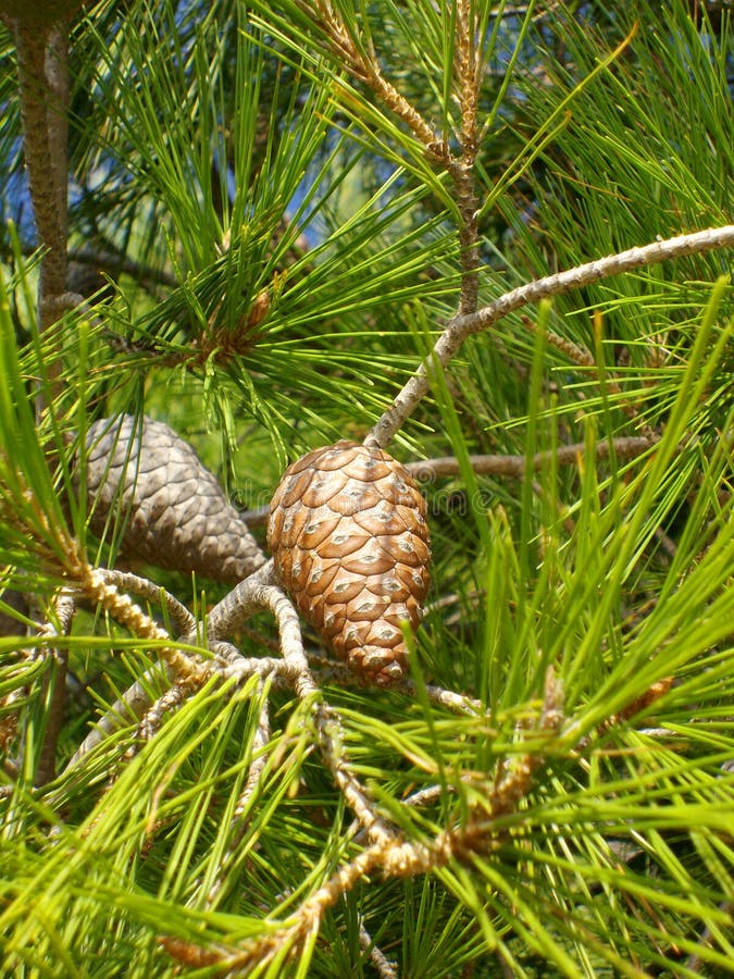 Pine cone stock photo. Image of conifer, nature, growing - 16636650