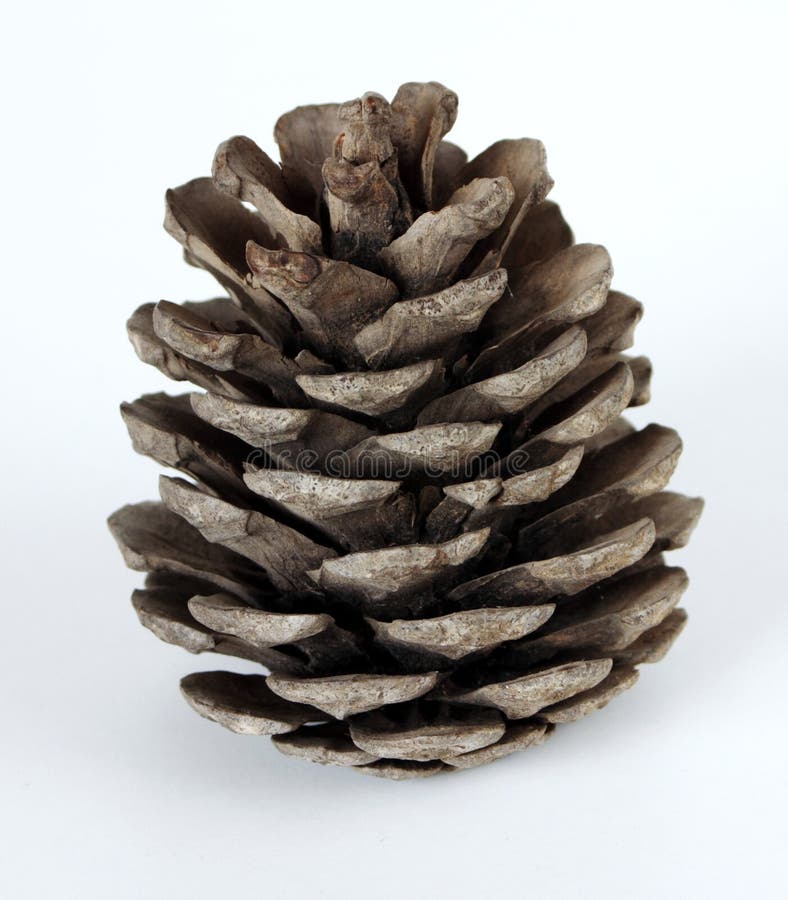 Pine-cone stock image. Image of autumn, forests, pine - 3480407