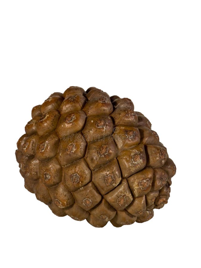 Pine cone stock image. Image of arrangement, cold, forest - 3801203