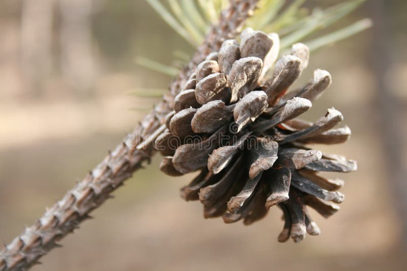 Pine Cone stock photo. Image of conifer, pine, detail - 4490744