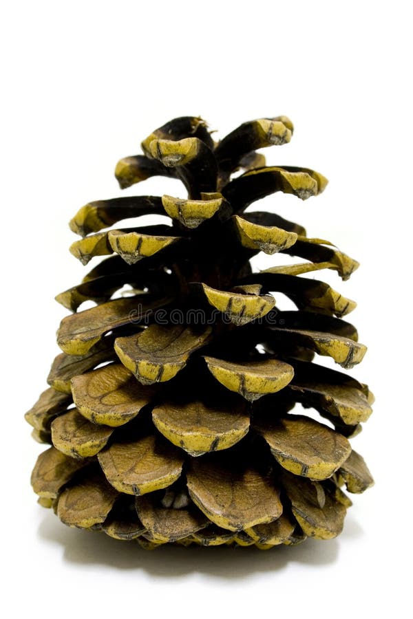 Pine cone stock image. Image of pine, bottom, tree, base - 47773