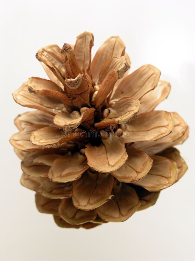 Pine cone stock image. Image of pine, seed, season, nature - 477915