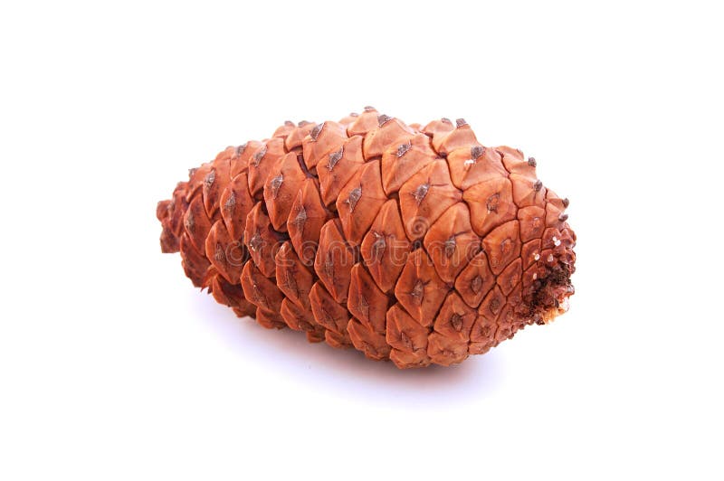 Pine cone base stock photo. Image of nature, tree, bottom - 47768