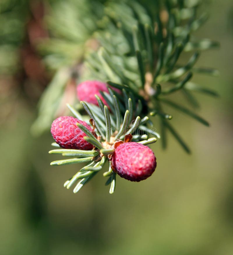 Christmas Tree Name Produces Cones Stock Photos - Free & Royalty-Free ...